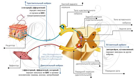 Рефлекторная дуга (схема)