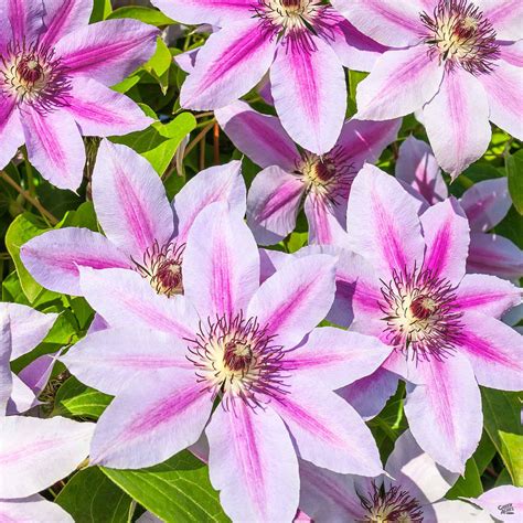Clematis Vine Pink