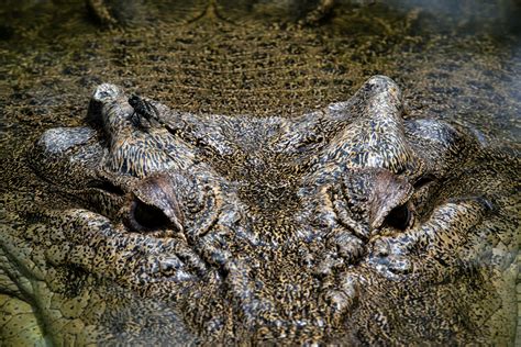 Crocodilo Características Gerais E Curiosidades