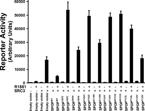 Prostate Cancer Associated Mutations In Speckle Type Poz Protein Spop Regulate Steroid