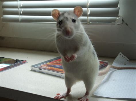 Scratch My Second Rat By BlackDr Gon On DeviantArt