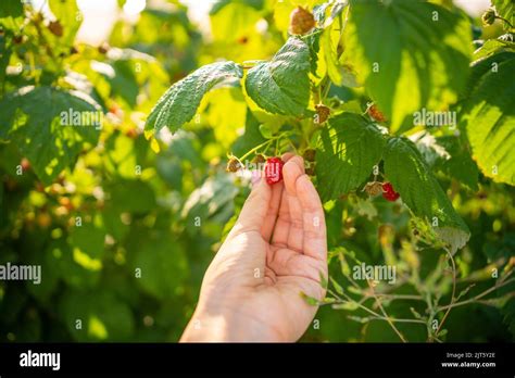 Branches Of Ripe Red Juicy Raspberry In Raspberry Self Picking