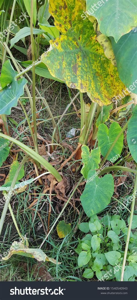 Phytophthora Leaf Blight Taro库存照片1540540943 Shutterstock