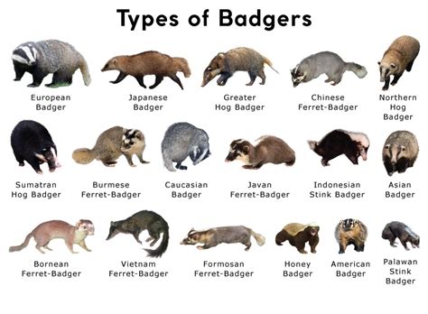 Badgers - World Deer