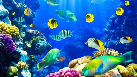 Underwater Wallpapers Top Free Underwater Backgrounds Wallpaperaccess