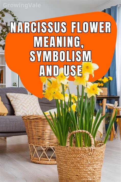 Narcissus Flower Meaning Symbolism And Uses You Should Know