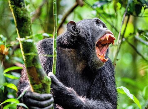 Sex Has Been Used In Conflict Resolution For Millions Of Years