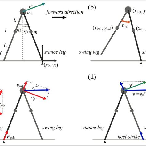 Pdf Dynamic Optimization Of A Biped Model Energetic Walking Gaits