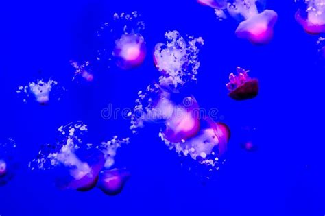 Jellyfish Dangerous Poisonous Medusa Stock Image Image Of Aquatic
