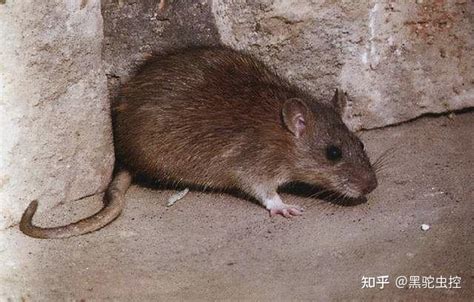 杭州专业灭鼠公司：老鼠种类常见的有哪三种？家鼠和田鼠有啥区别 知乎