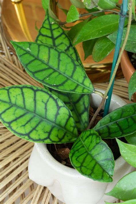 Hoya Callistophylla Care Houseplants And Projects