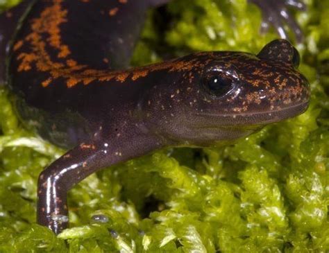 Long Tailed Clawed Salamander Life Expectancy