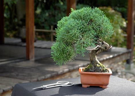 Juniperus Chinensis Bonsai