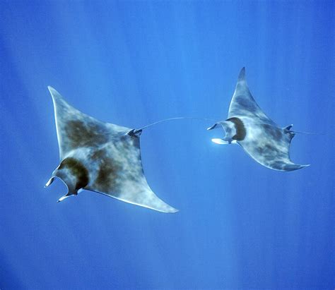 Devil Rays Fish Shorthorned Pygmy Devil Ray Mobula Kuhlii
