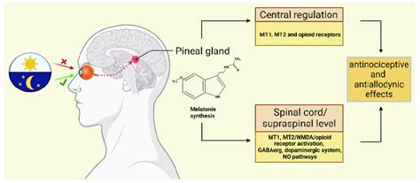 Melatonin Synthesis And Its Anti Nociceptive And Anti Allodynic