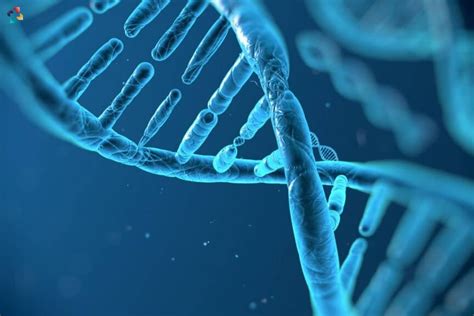 Understanding The Mthfr Gene Mutation Implications Controversies