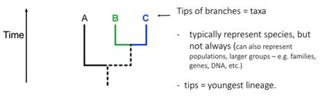 Biol 2400 Evolution Midterm 1 Flashcards Quizlet
