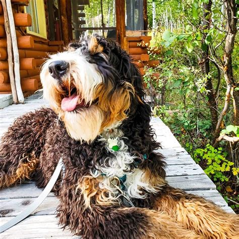 Best St Berdoodle Guide 2024 Saint Bernard Poodle Mix We Love