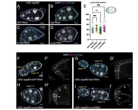 Sqh And α Catenin Maintain Local Tissue Shape And α Catenin Is Also Download Scientific Diagram