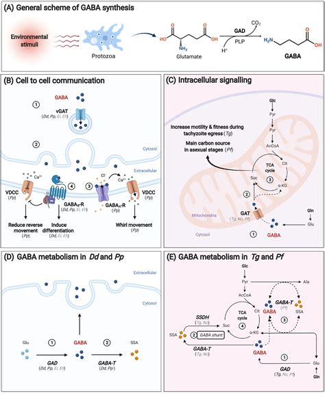 Physiological Roles And Metabolism Of γ Aminobutyric Acid Gaba In