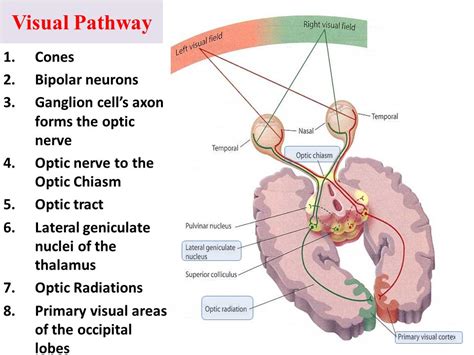 Pathway Of Vision In Eye Mapping The Hidden Control System Of Vision