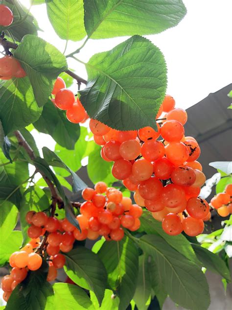 樱桃 高清图片，堆糖，美图壁纸兴趣社区