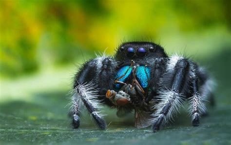 Jumping Spiders In Florida Facts Pictures And Pointers Native Pest Management