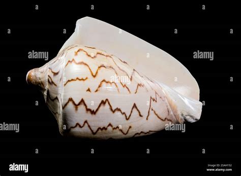 Close Up Of A Cymbiola Nobilis Shell Also Known As The Noble Volute