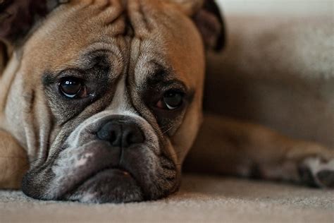 Murrays Sad Face Edwin Flickr