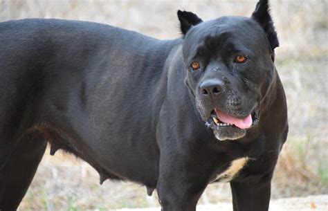 Scary Dog Breeds