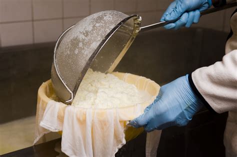 Agricultoras Familiares Lançam Queijo De Origem Holandesa