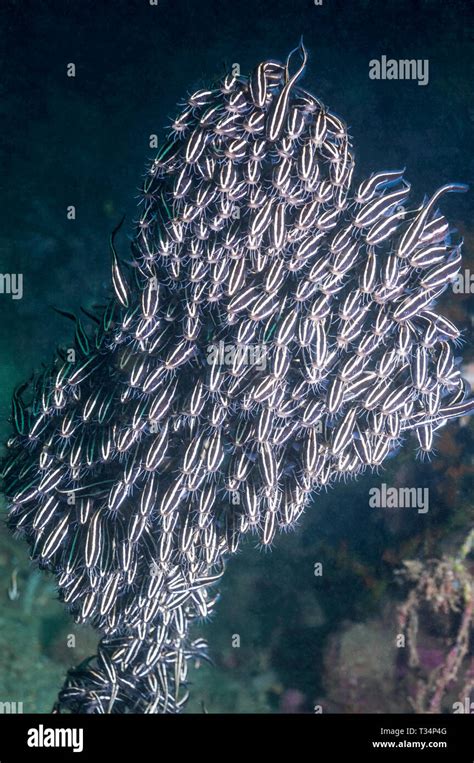 Lined Catfish Plutosus Lineatus In Dense School Papua New Guinea