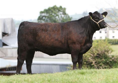 Mogeely Reduction Sale Sets Record Average Of €4 600 Irish Aberdeen Angus Association
