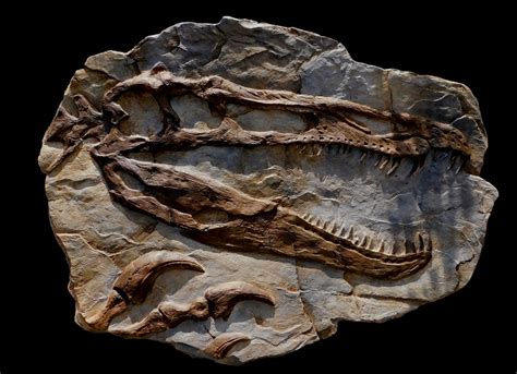 Baryonyx Life Sized Skull In Matrix 108cm — The Prehistoric Store