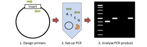 Plasmids 101 Screening Strategies Used In Plasmid Cloning