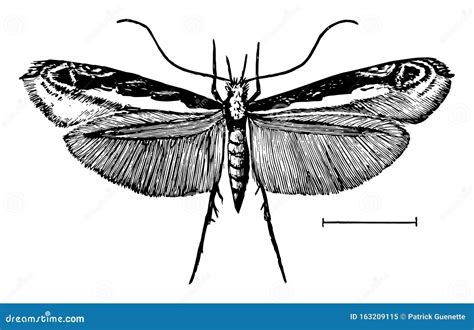 Leaf Miner Stock Illustrations 295 Leaf Miner Stock Illustrations
