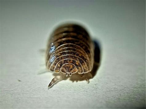 Photo 270145624 C Agapakis Georgios Some Rights Reserved Cc By Nc Uploaded By Agapakis