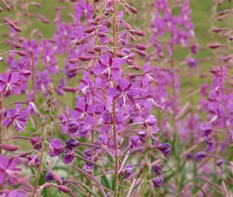 Fireweed Seeds Epilobium Angustifolium