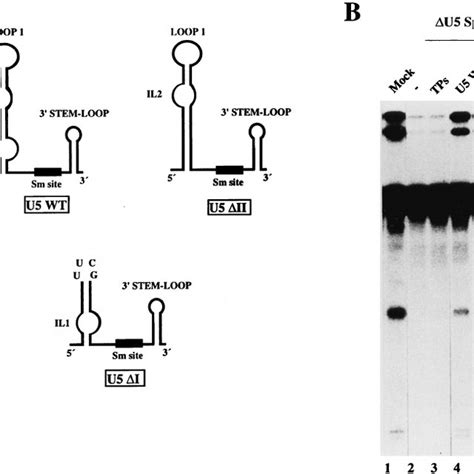 Secondary Structure Models Of Wild Type And Mutant Human U5 Snrnas A