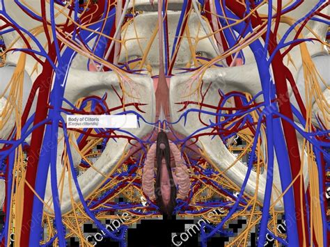 Body Of Clitoris Complete Anatomy
