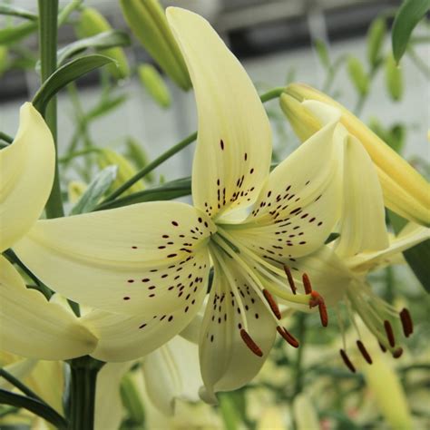 Lilium Sweet Surrender
