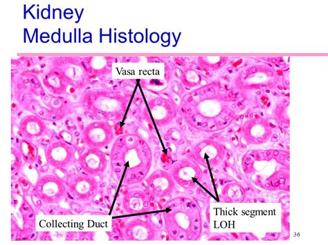 Anatomy Of The Urinary System Ppt Video Online Download