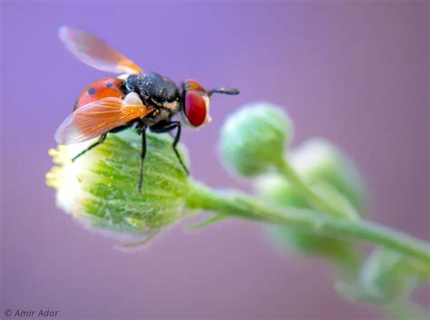 A Fly With A Ladybug Butt Rveganartandwriting