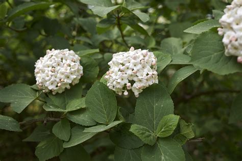 What Is Killing My Viburnum At Sam Cawthorn Blog