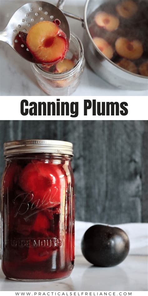 Canning Plums Recipe Canning Plums Canned Plums Canning Recipes