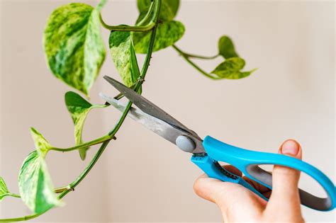 Propagating Pothos In Water The Easy Method For Lush Greenery