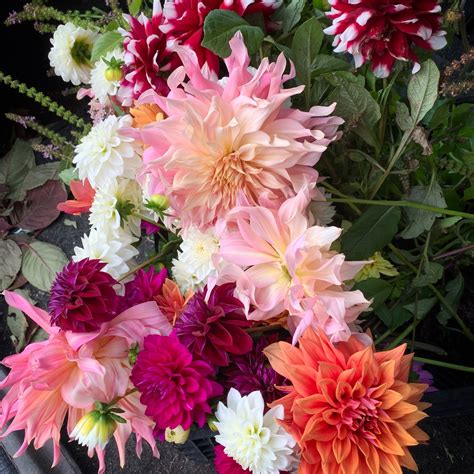 Shop Cornelia Mcnamara Flowers