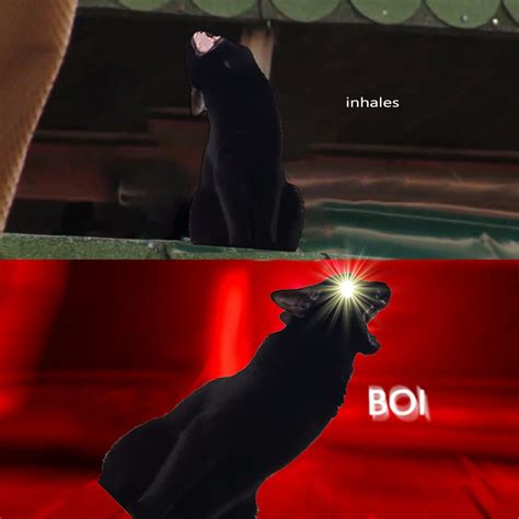 Seagull Cat Album On Imgur