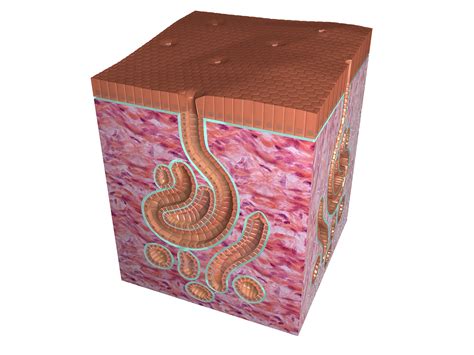 Glandular Epithelium