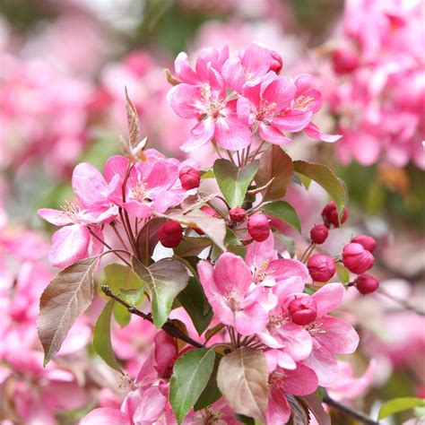 Rudolph Crabapple Tree Roots Plants